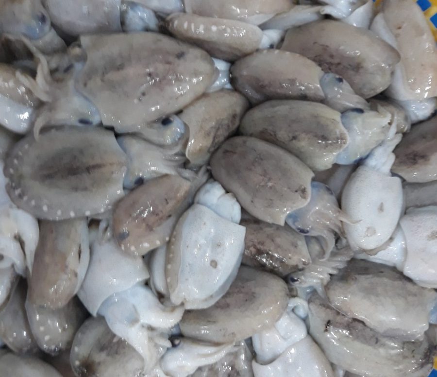 WHOLE ROUND CUTTLEFISH – Nvdseafood