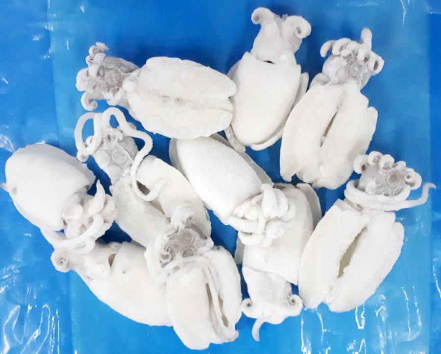 WHOLE CLEANED CUTTLEFISH IQF – Nvdseafood