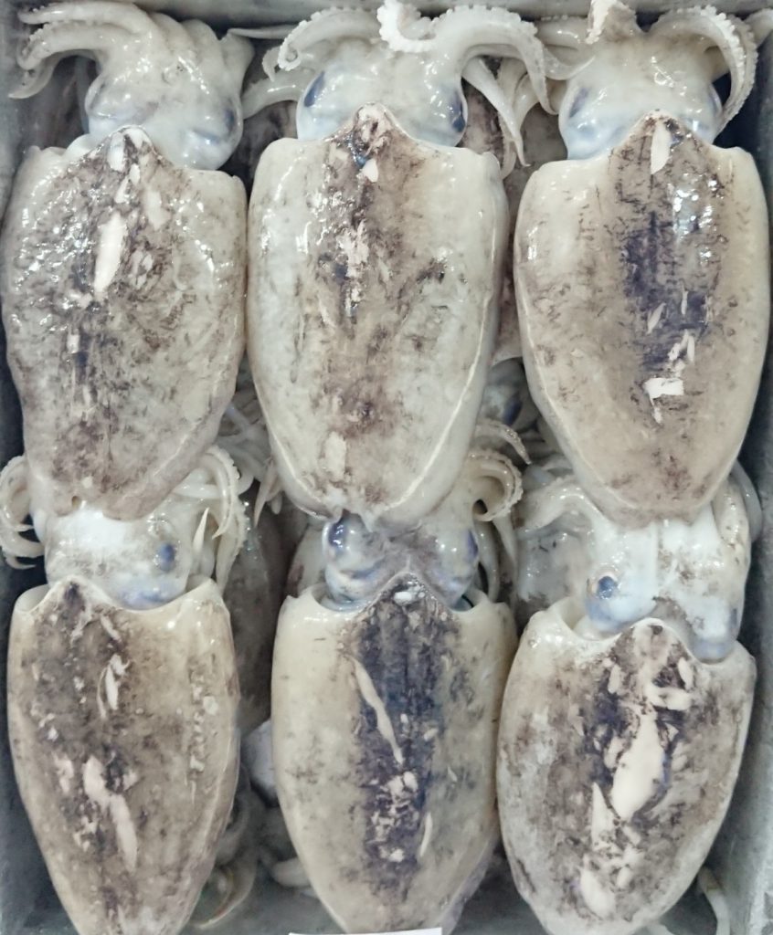 WHOLE ROUND CUTTLEFISH – Nvdseafood