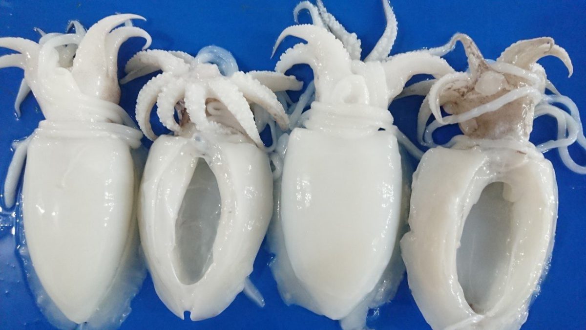 WHOLE CLEANED CUTTLEFISH IQF – Nvdseafood