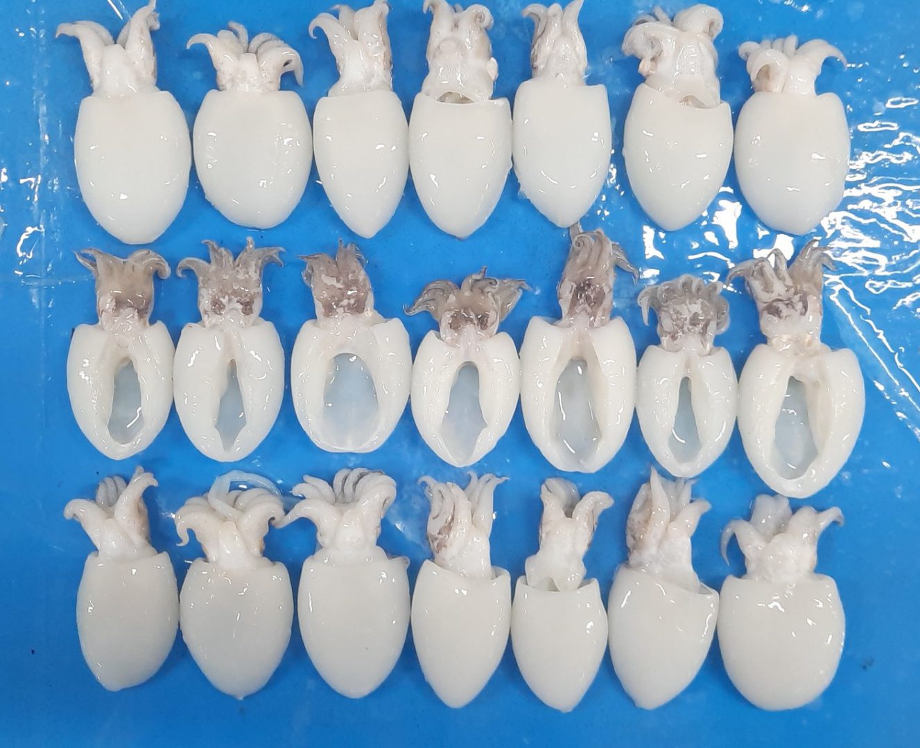 WHOLE CLEANED CUTTLEFISH IQF – Nvdseafood