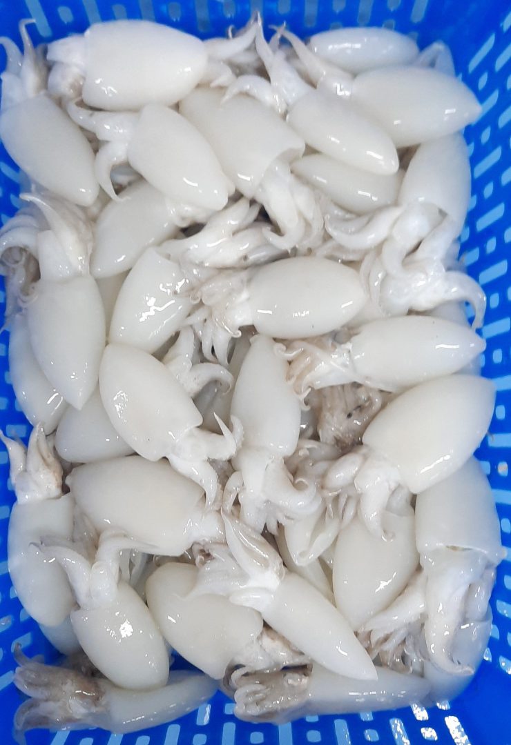 WHOLE CLEANED CUTTLEFISH IQF – Nvdseafood
