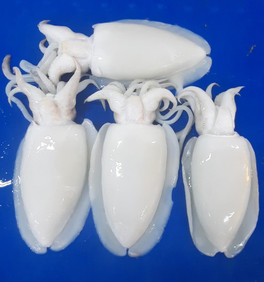 WHOLE CLEANED CUTTLEFISH IQF – Nvdseafood
