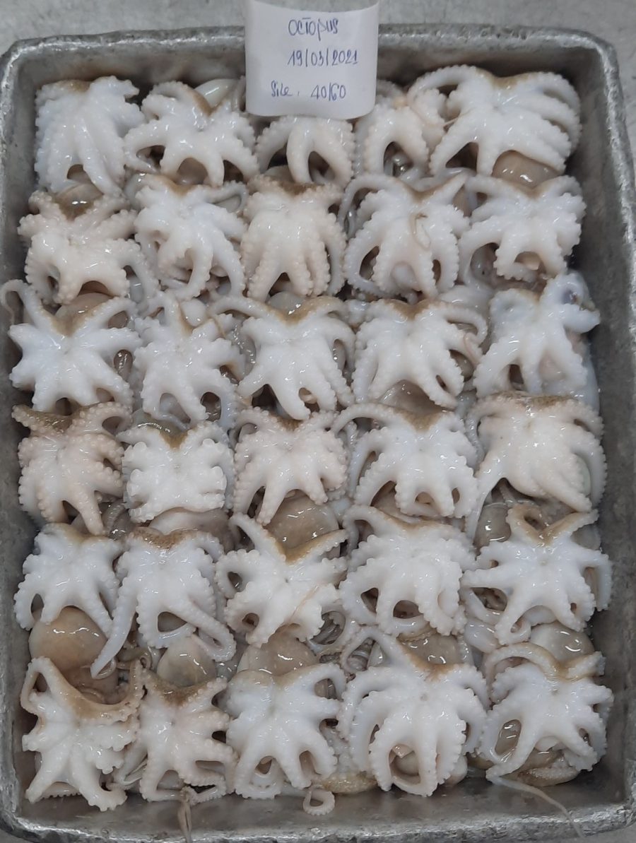 WHOLE CLEANED OCTOPUS – Nvdseafood