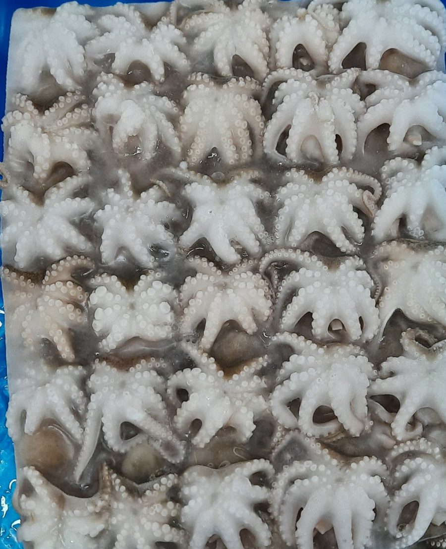 WHOLE CLEANED OCTOPUS – Nvdseafood