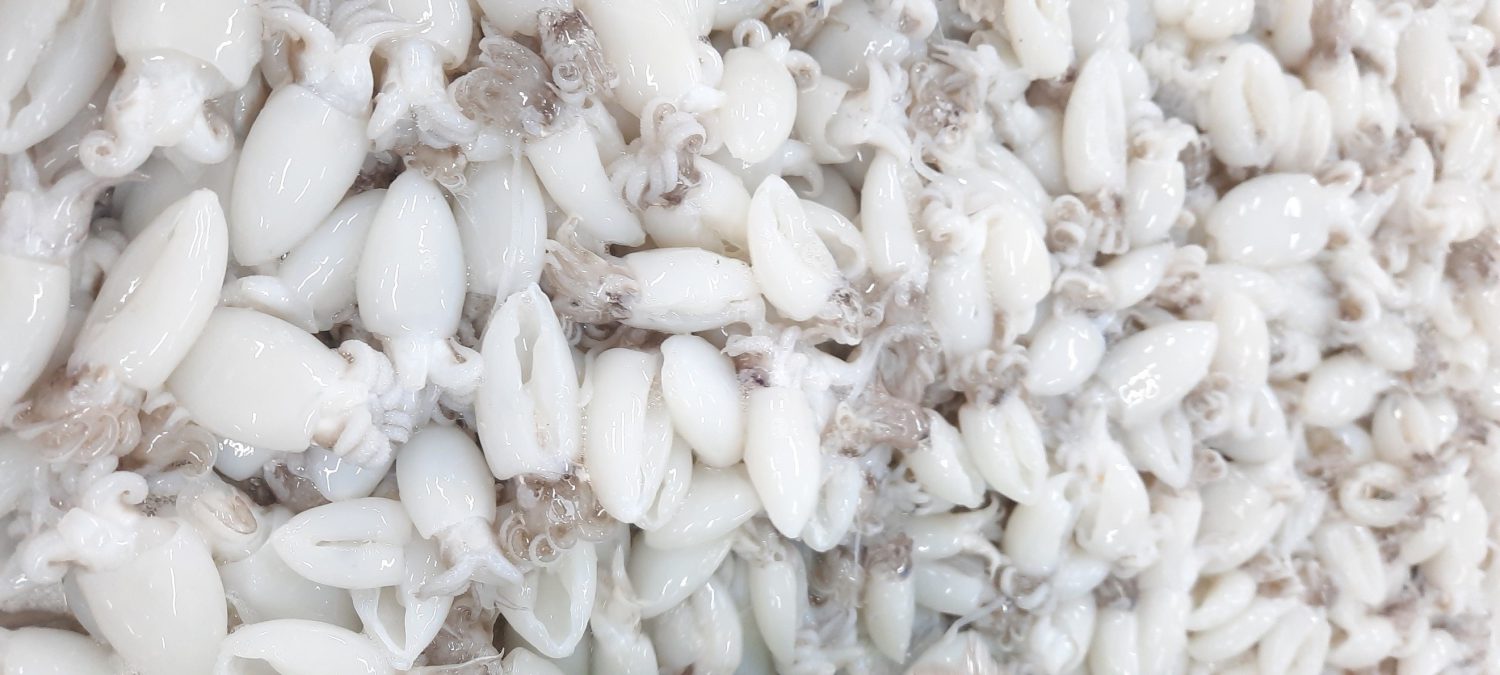 WHOLE CLEANED CUTTLEFISH IQF – Nvdseafood