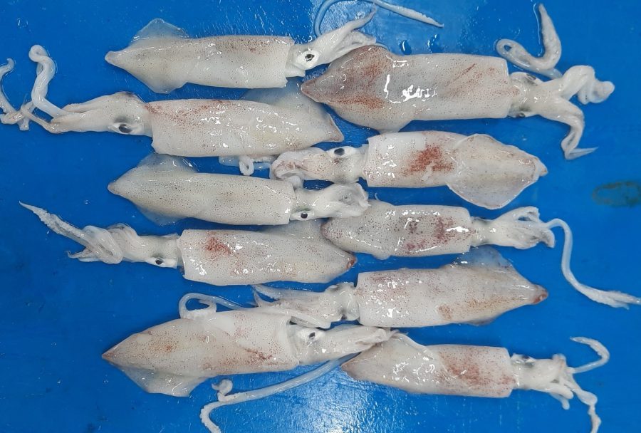 SQUID WHOLE ROUND – Nvdseafood
